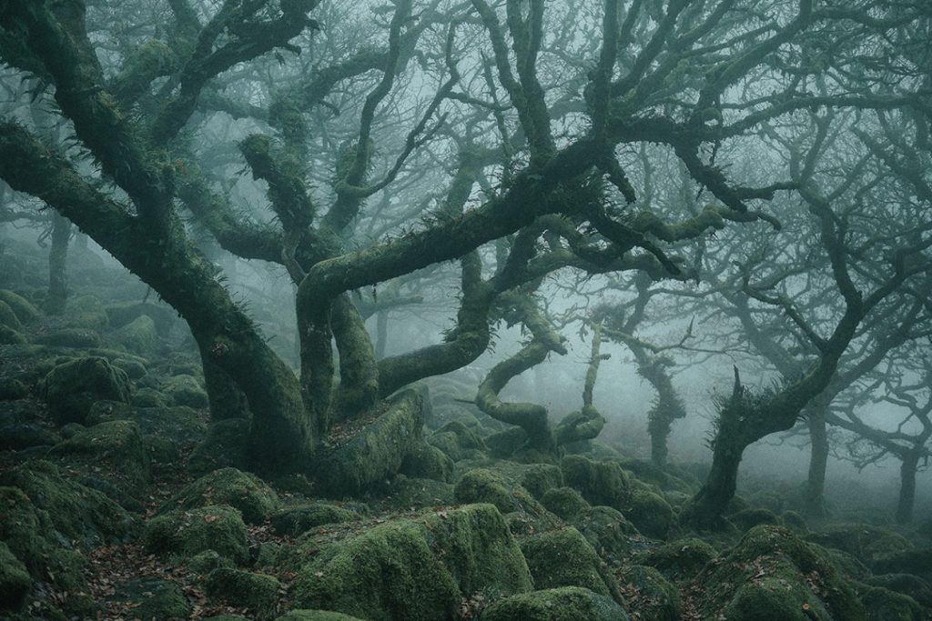 Stunning Images of England's 'Most Haunted' Forest - Nature TTL