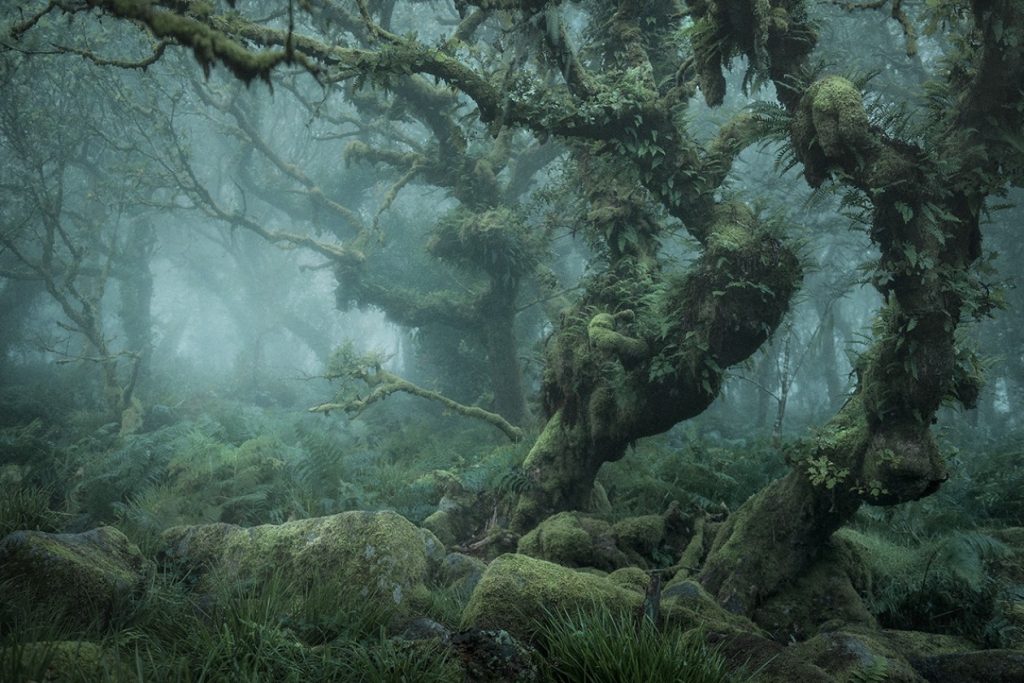 Stunning Images of England's 'Most Haunted' Forest - Nature TTL