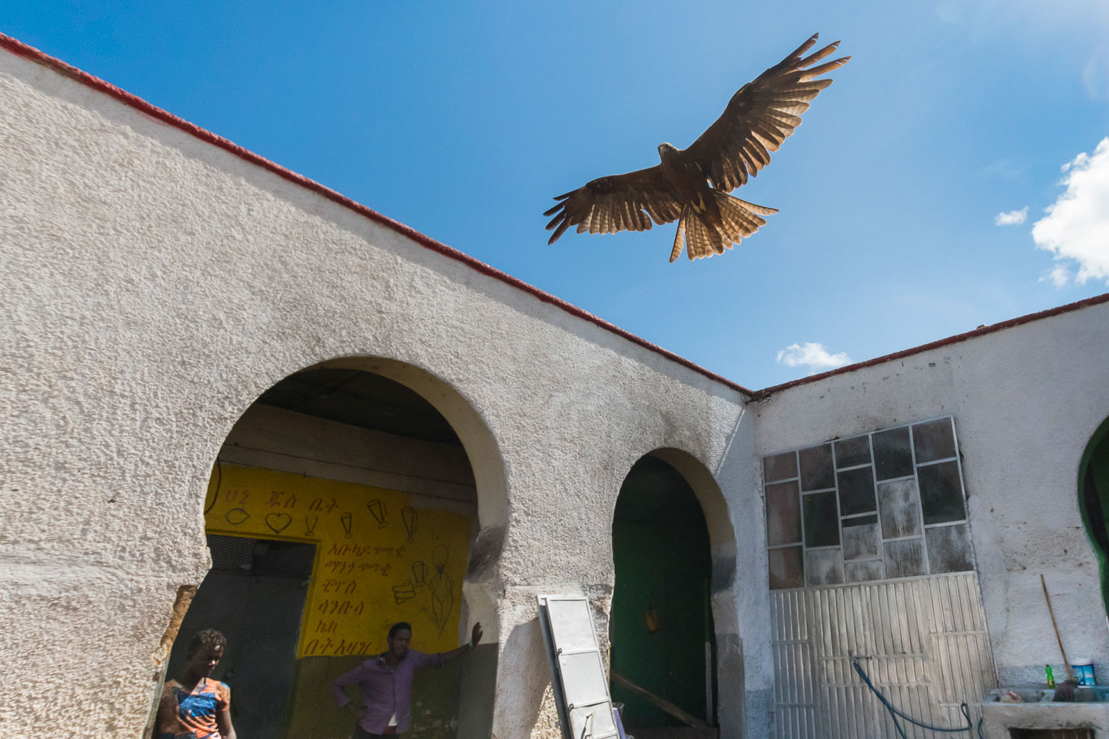 Urban Wildlife: How to Photograph Wildlife in the City - Nature TTL