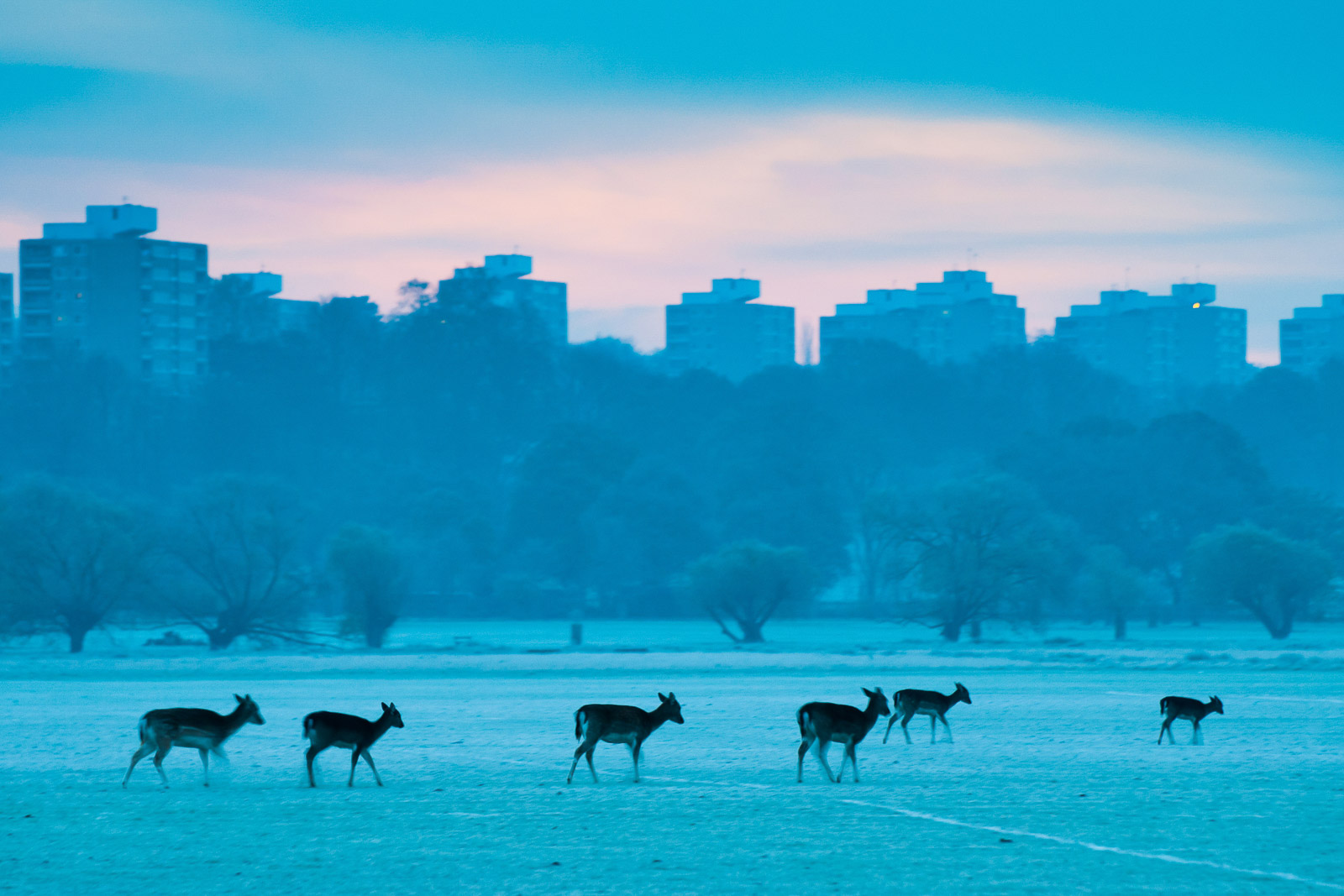 Urban Wildlife: How to Photograph Wildlife in the City - Nature TTL