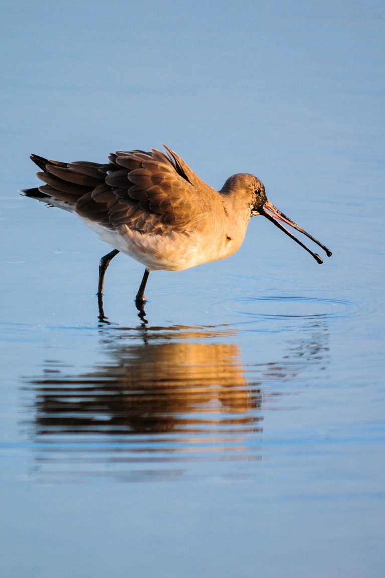 5 Tips for Photographing Wading Birds - Nature TTL