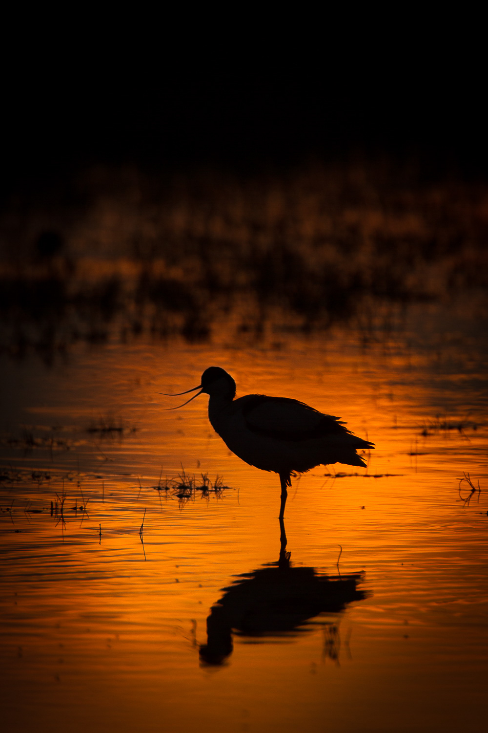 Exploring the Lake Neusiedl-Seewinkel National Park, Austria - Nature TTL