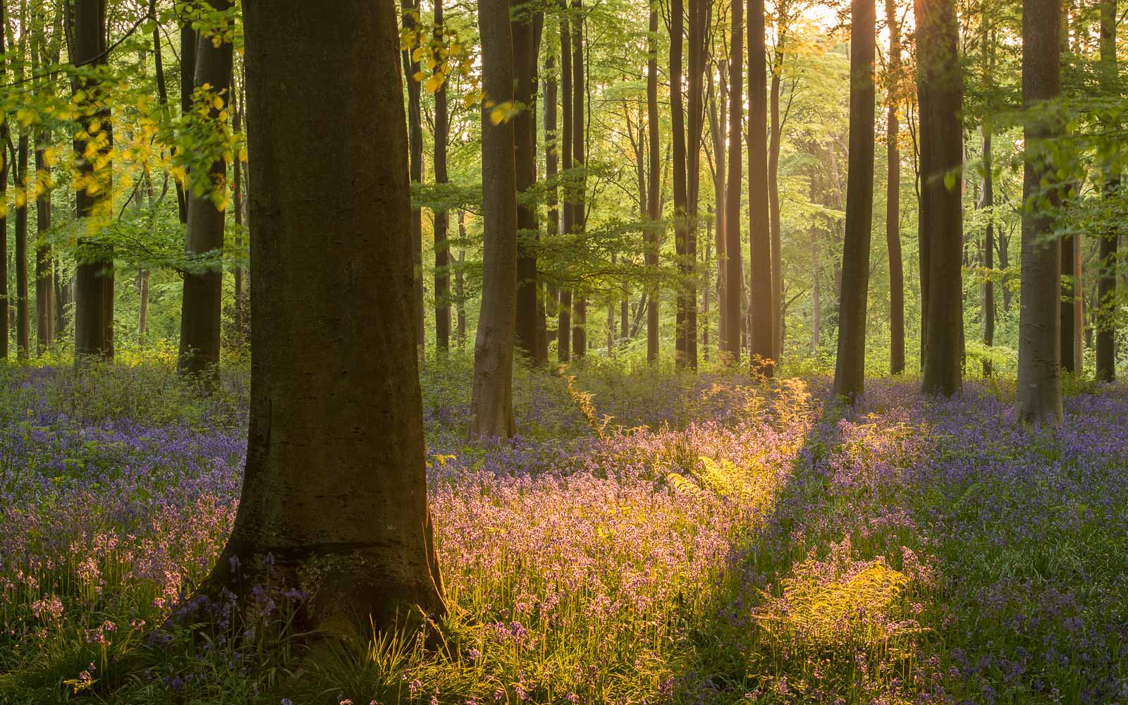 How to Photograph Spring Landscapes - Nature TTL