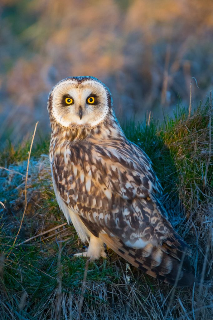 How to Photograph Short-eared Owls - Nature TTL