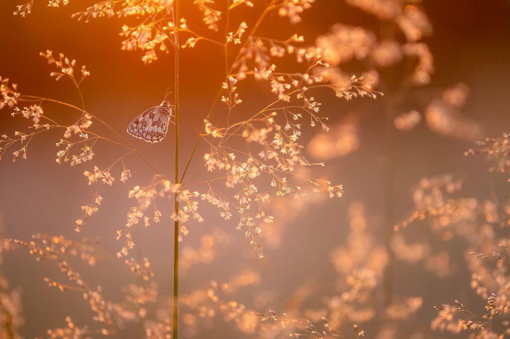 Photography Ethics: Freezing Insects for Macro - Nature TTL