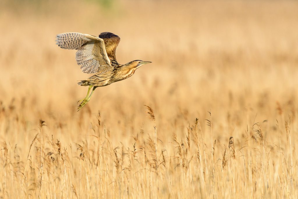 How to Photograph Bitterns - Nature TTL