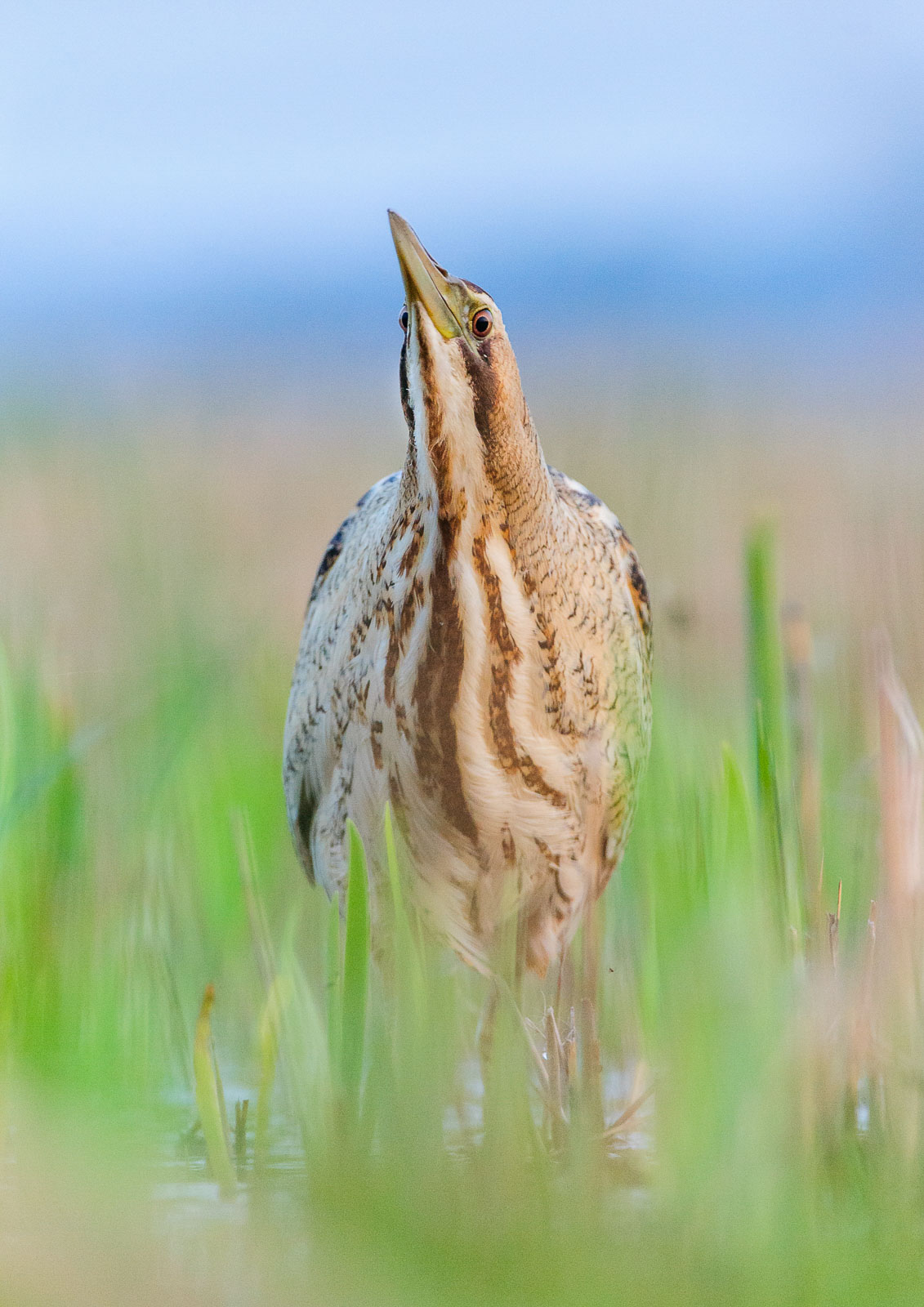 How to Photograph Bitterns - Nature TTL