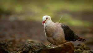 Weekly Photography Assignment: Birds in Flight - Nature TTL