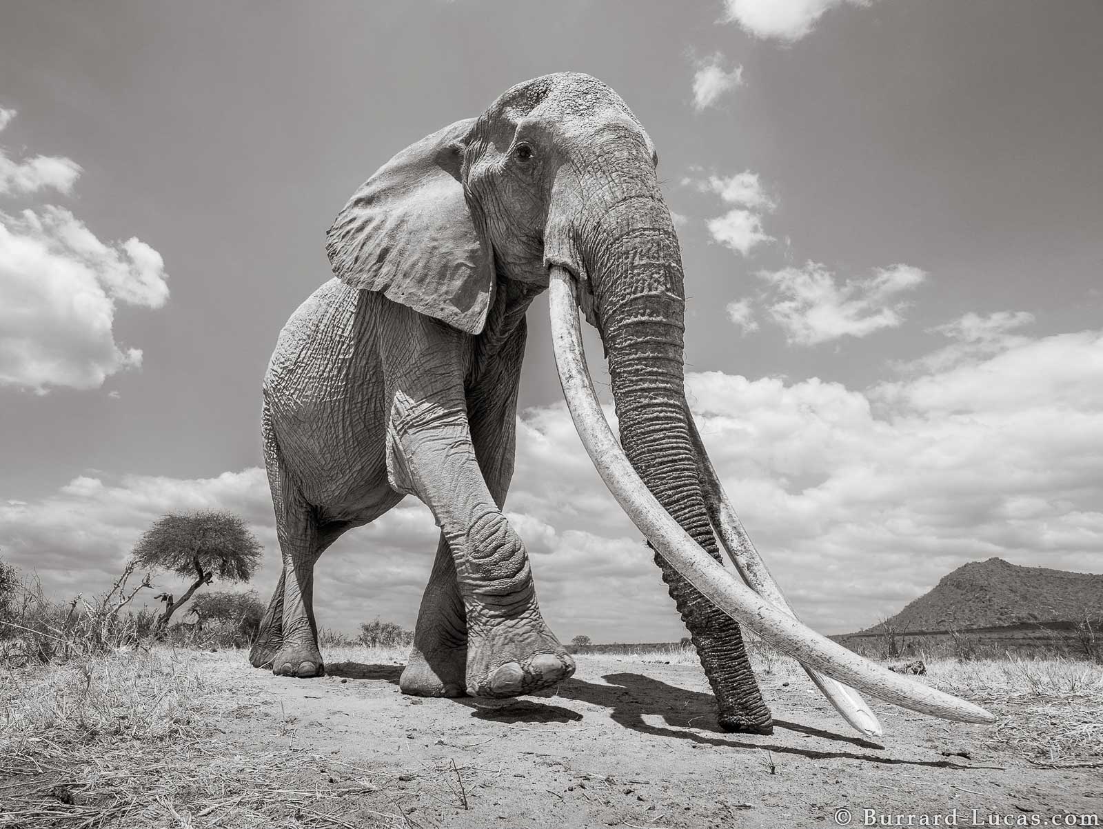 This 'Cow Tusker' is the Queen of Elephants - Nature TTL