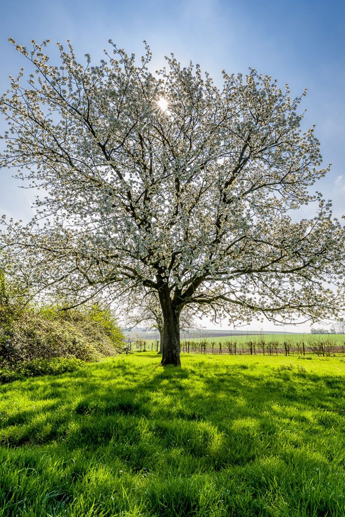 Weekly Photography Assignment: Insects - Nature TTL