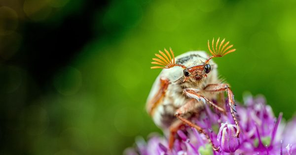 Weekly Photography Assignment: Insects - Nature TTL