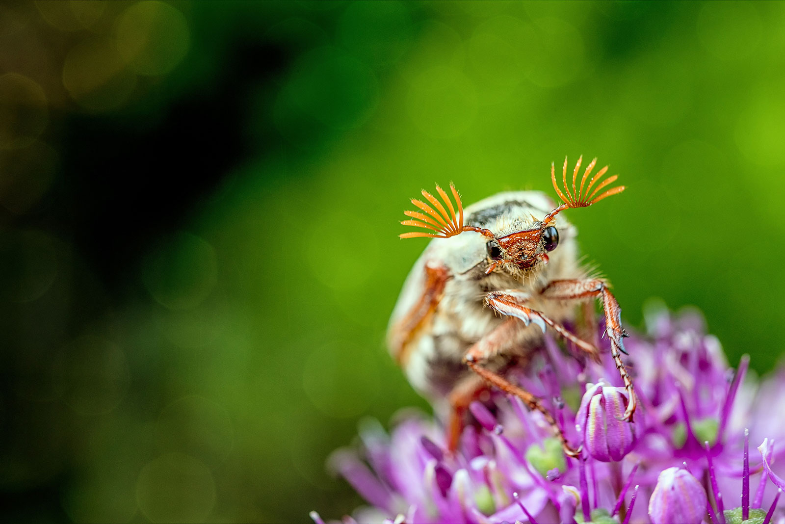 Weekly Photography Assignment: Insects - Nature TTL