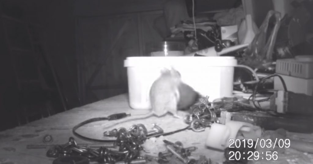 'House-Proud' Mouse Caught Cleaning Shed on Trail Camera - Nature TTL