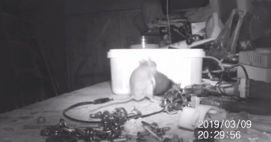 'House-Proud' Mouse Caught Cleaning Shed on Trail Camera - Nature TTL