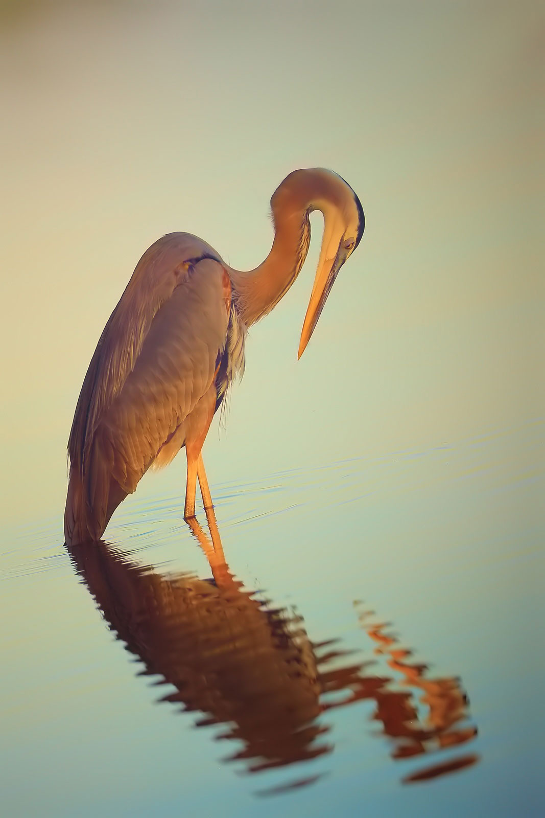 Weekly Photography Assignment: Animal Behaviour - Nature TTL