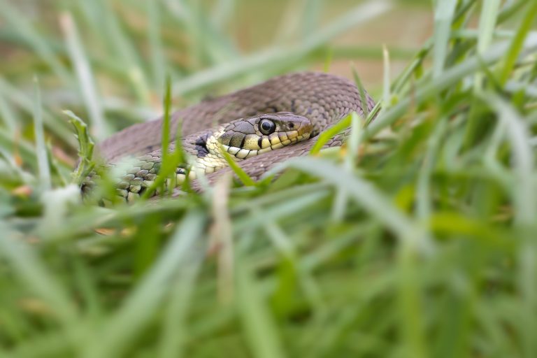 How to Photograph Reptiles in the UK - Nature TTL