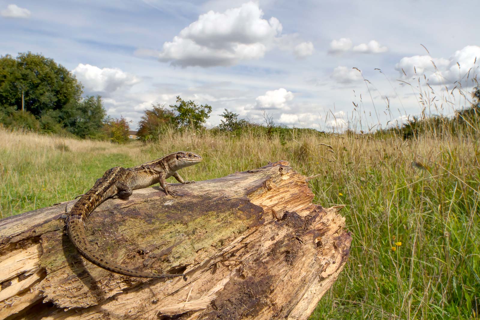 How to Photograph Reptiles in the UK - Nature TTL