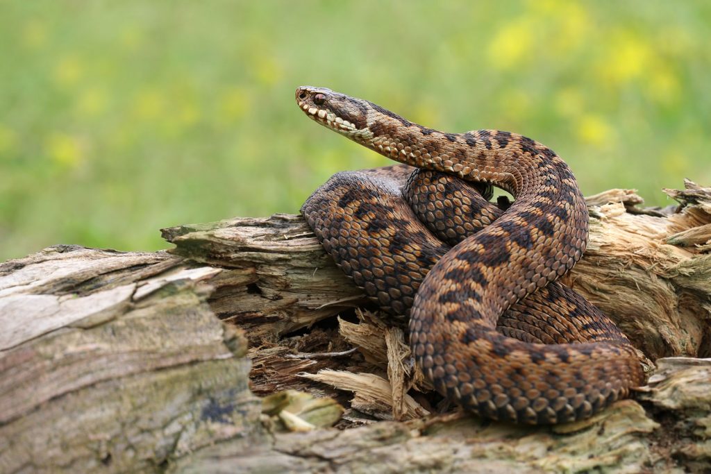 How to Photograph Reptiles in the UK - Nature TTL