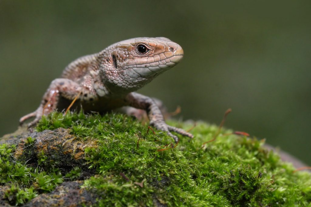 How to Photograph Reptiles in the UK - Nature TTL
