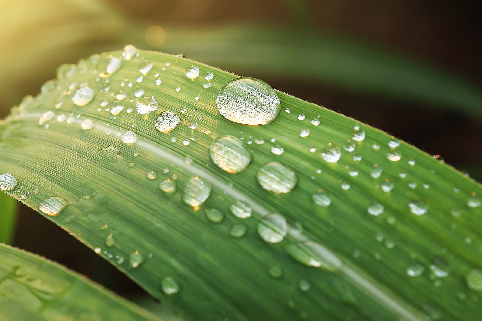 Weekly Photography Assignment: Rain - Nature TTL