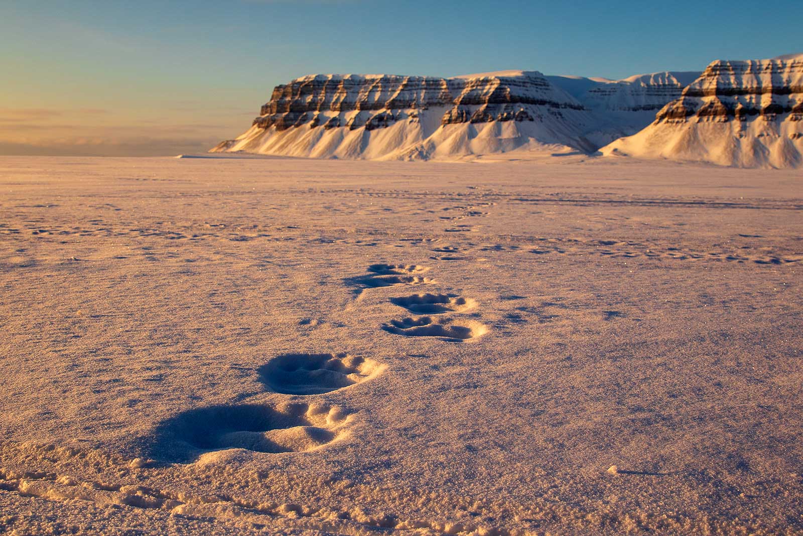 How to Photograph Wildlife in the Arctic - Nature TTL