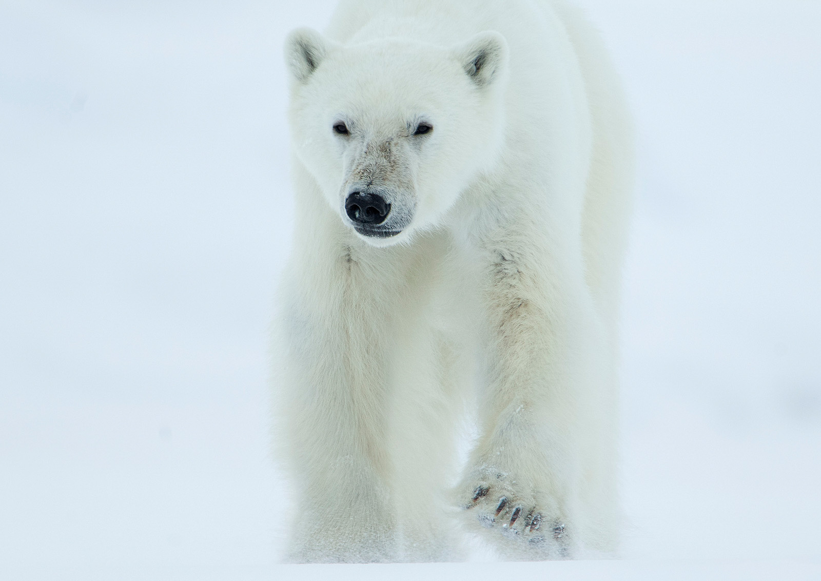 How to Photograph Wildlife in the Arctic - Nature TTL