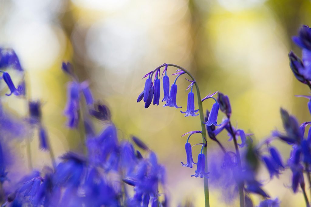 How to Photograph Bluebells | Nature TTL