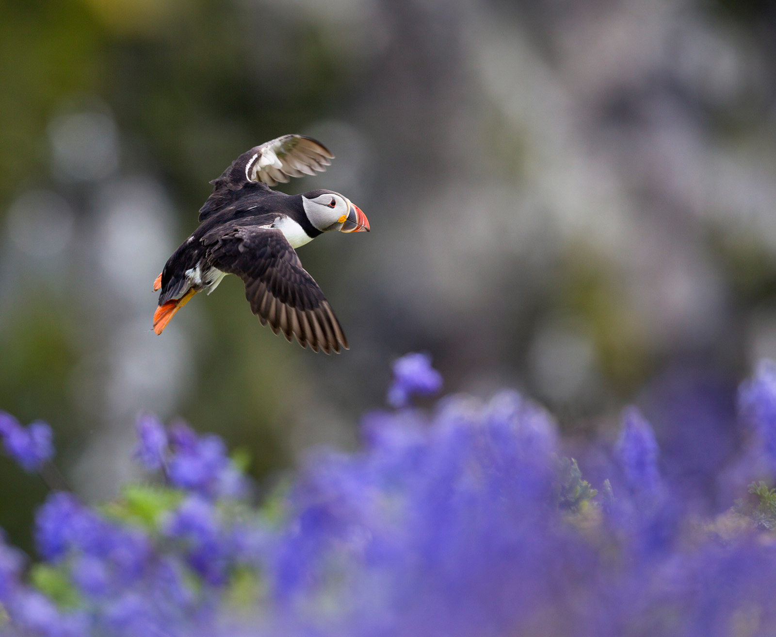 How to Photograph Bluebells | Nature TTL