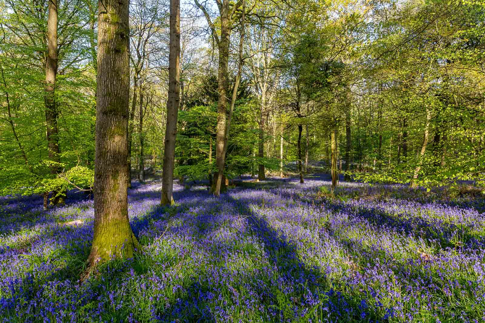 How to Photograph Bluebells - Nature TTL