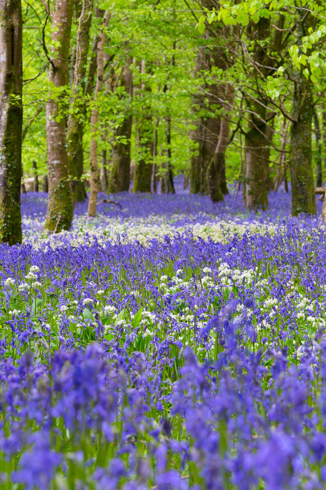 How to Photograph Bluebells - Nature TTL