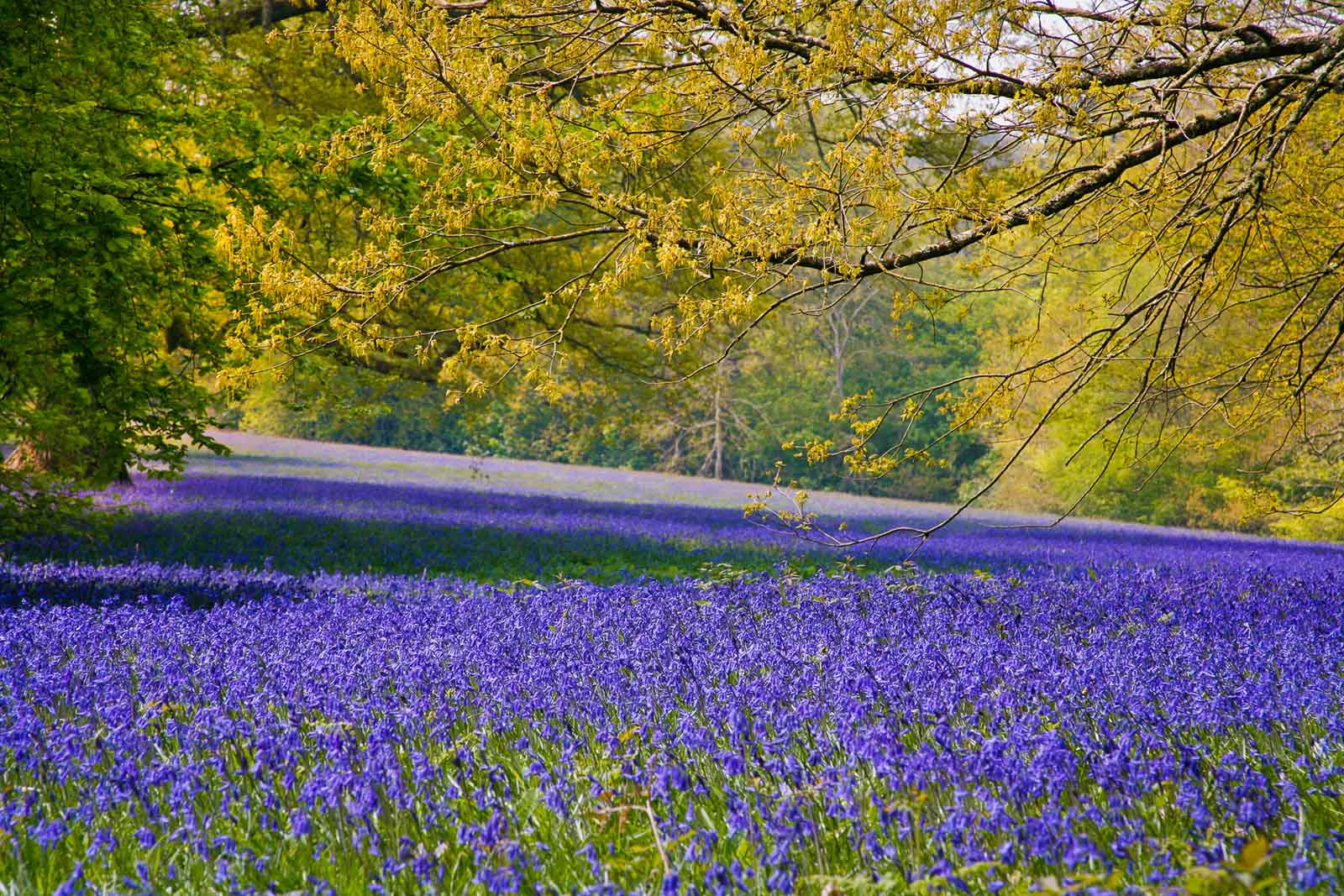 How to Photograph Bluebells - Nature TTL