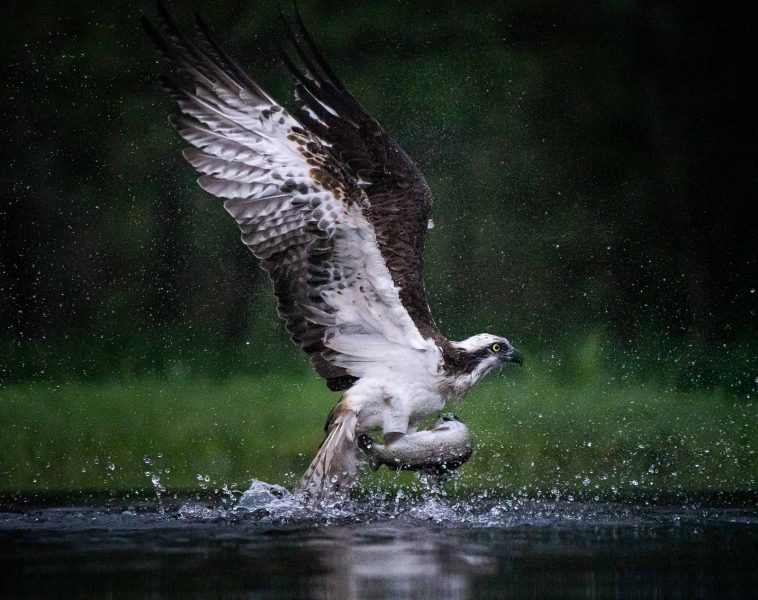 Sony 200-600mm Lens Review: Wildlife Photography Field Test - Nature TTL