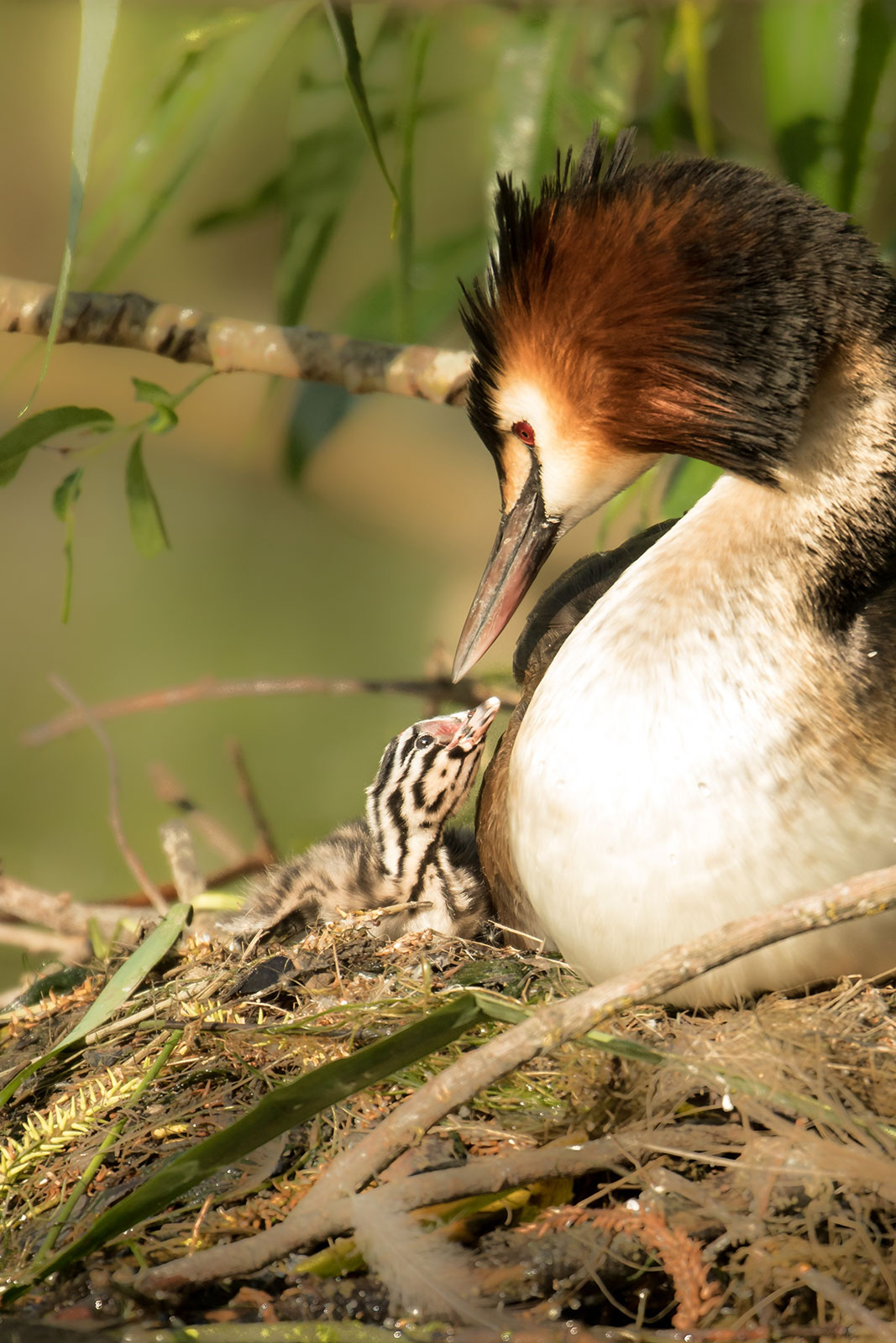 Weekly Photography Assignment: Flowers - Nature TTL