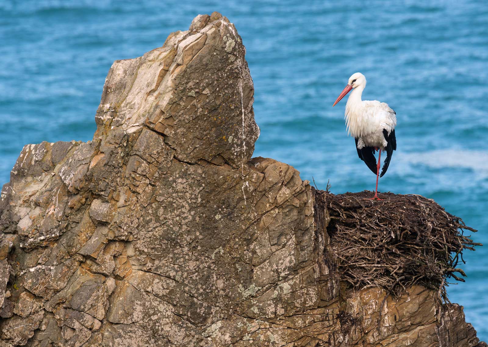 Storks of the Sea: A Unique Group on the Cliffs of Portugal - Nature TTL