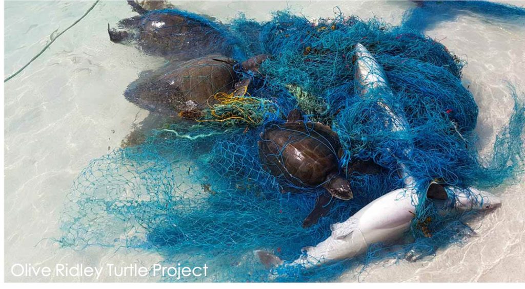 Scientists Want Your Photos of Entangled Sharks - Nature TTL