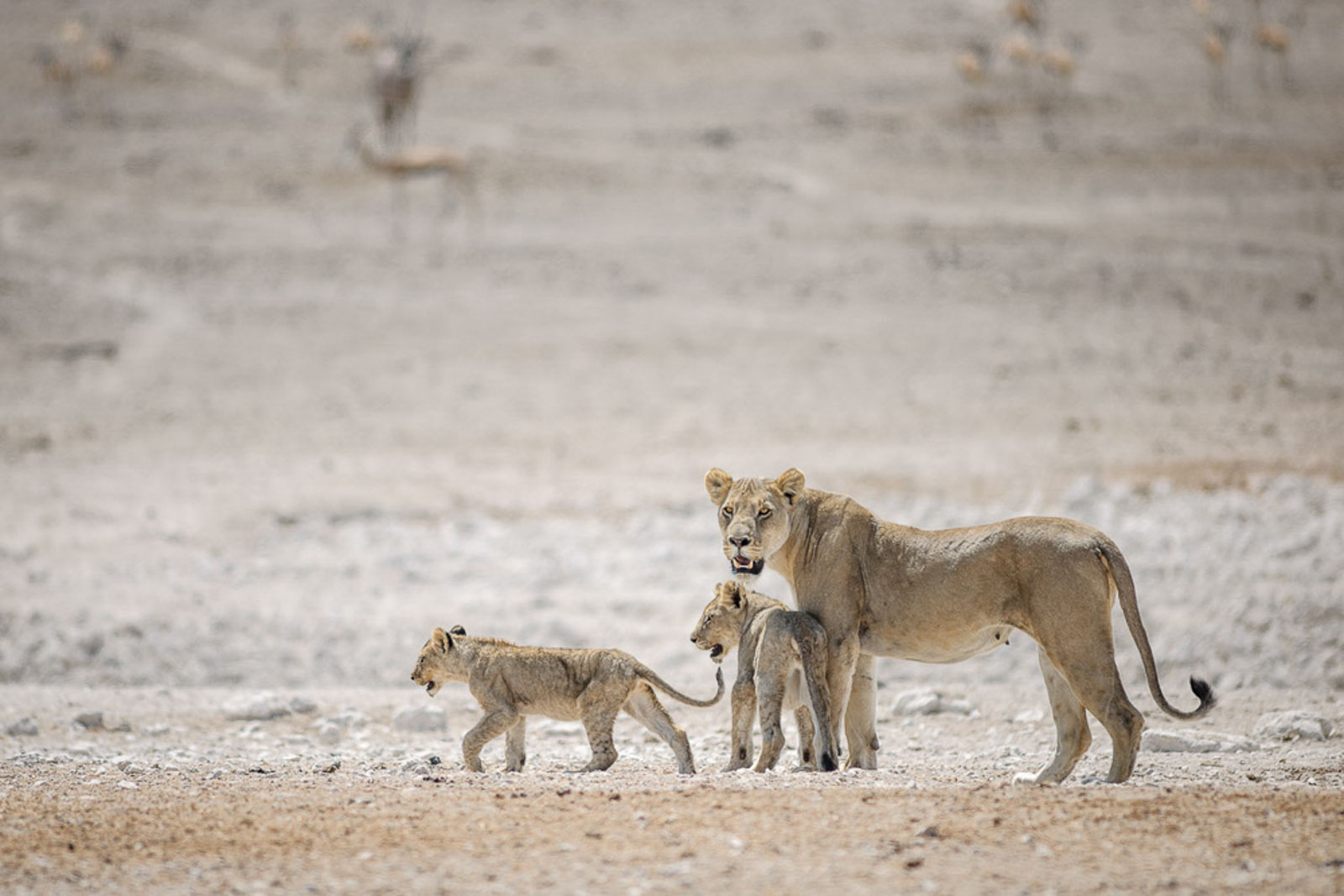 5 Best Places for a Photo Safari in Africa - Nature TTL