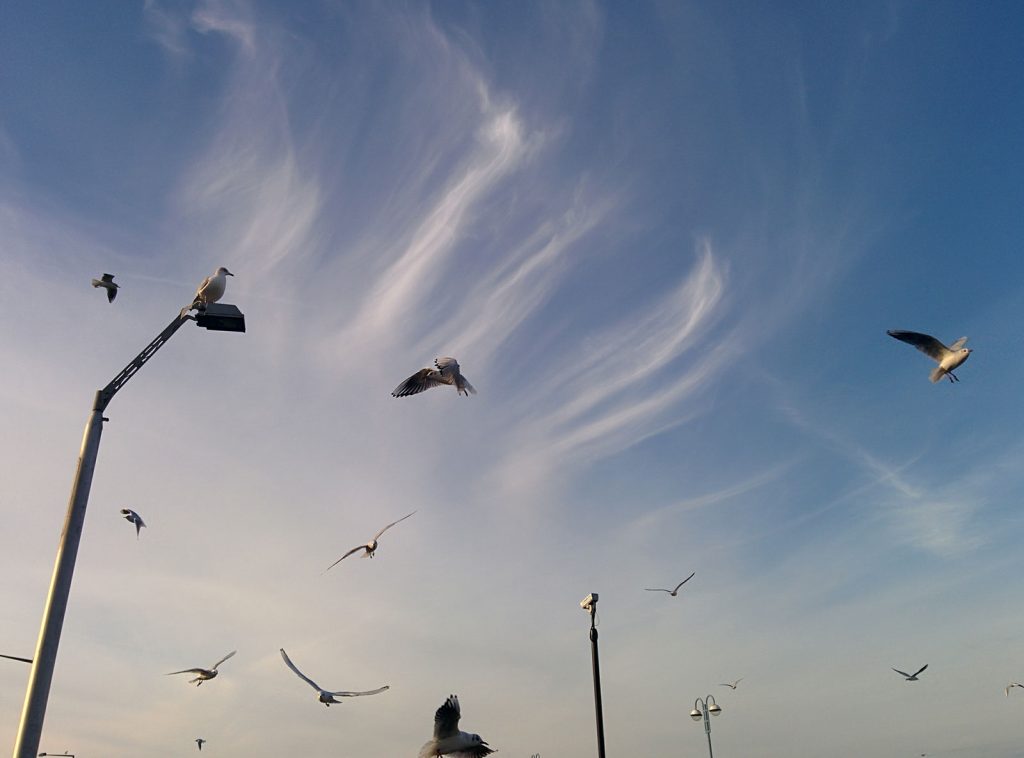 Weekly Photography Assignment: Mammals - Nature TTL