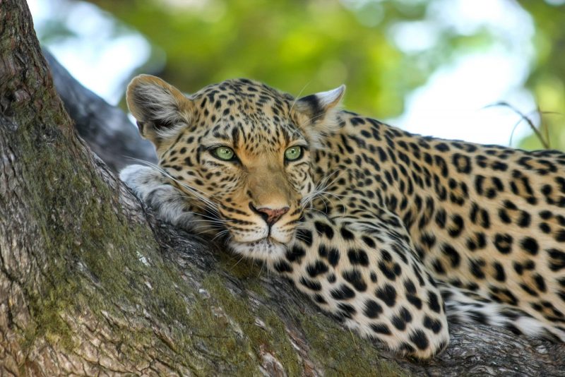 Weekly Photography Assignment: Mammals - Nature TTL