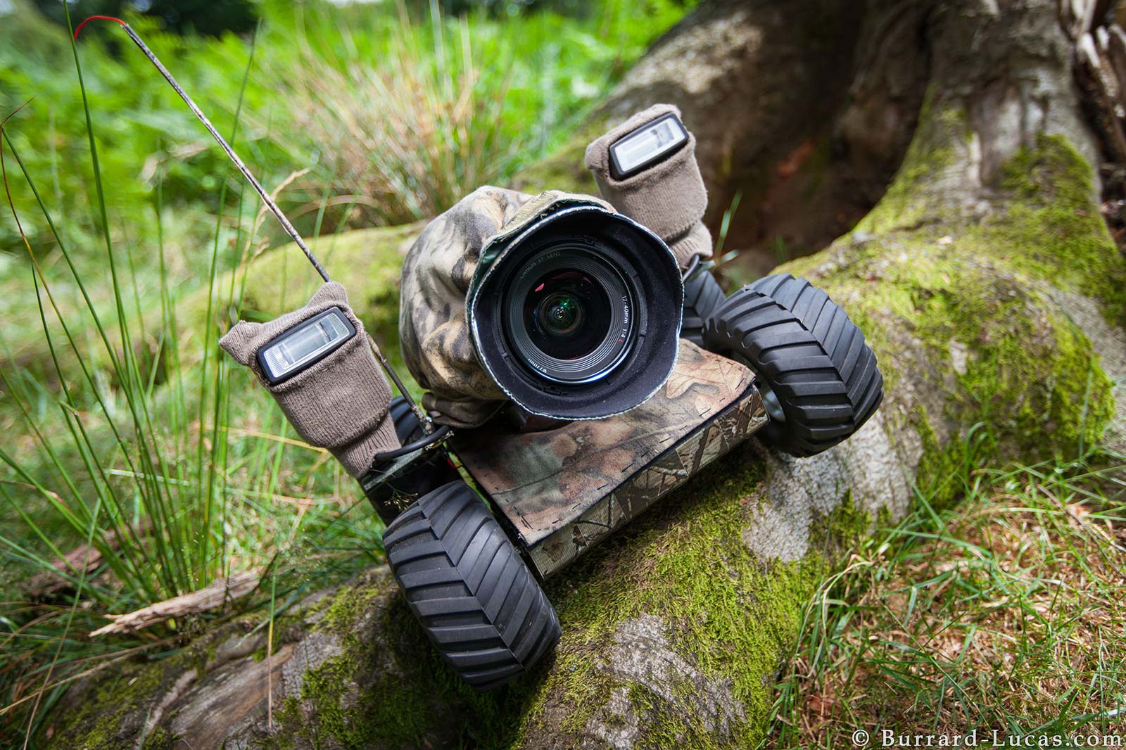 10 Years of BeetleCam: Will Burrard-Lucas Looks Back - Nature TTL