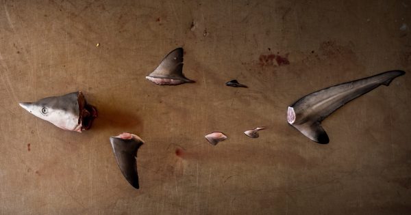 Shark Conservation on Camera: Interview with Shin Arunrugstichai ...