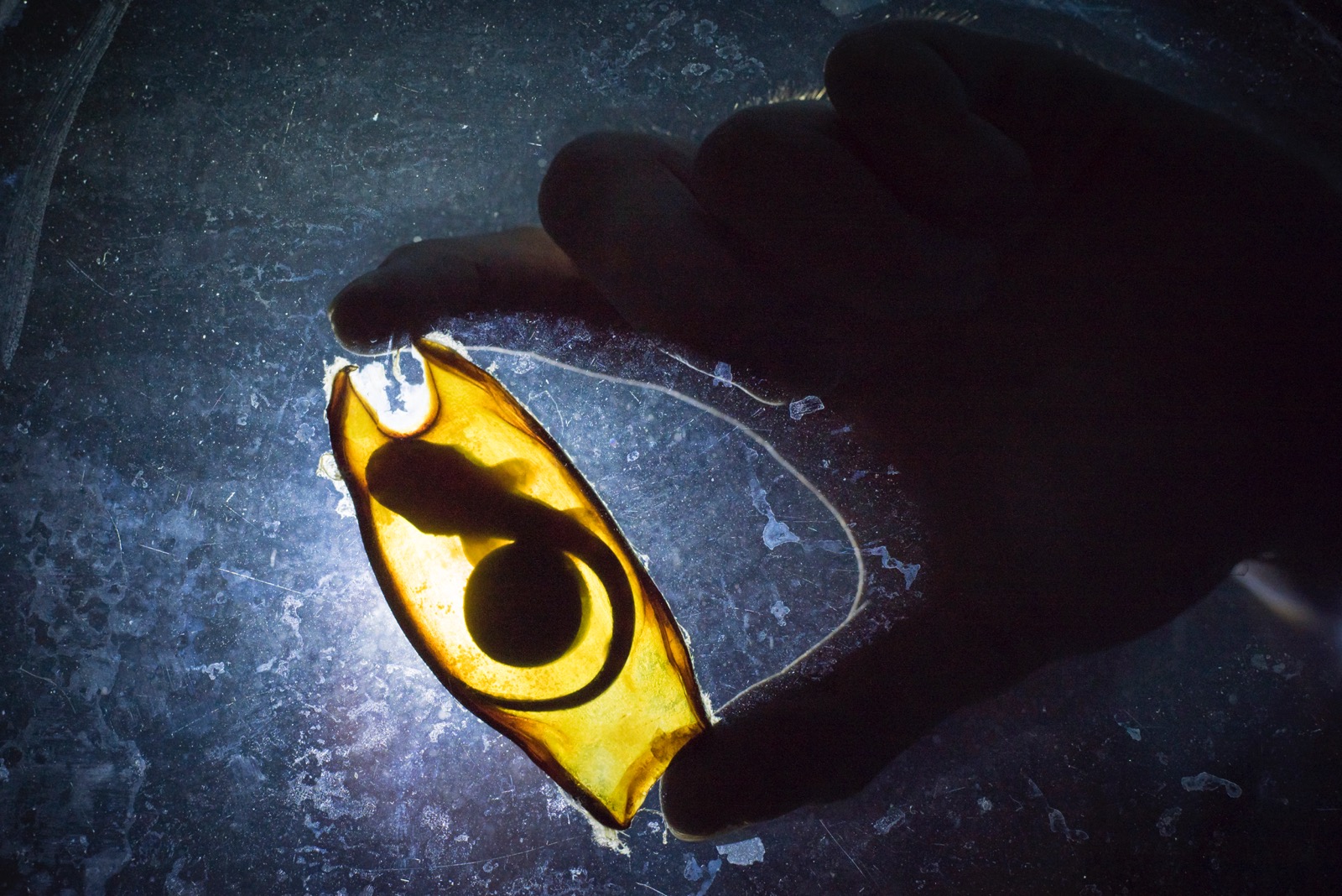 Shark Conservation on Camera: Interview with Shin Arunrugstichai ...