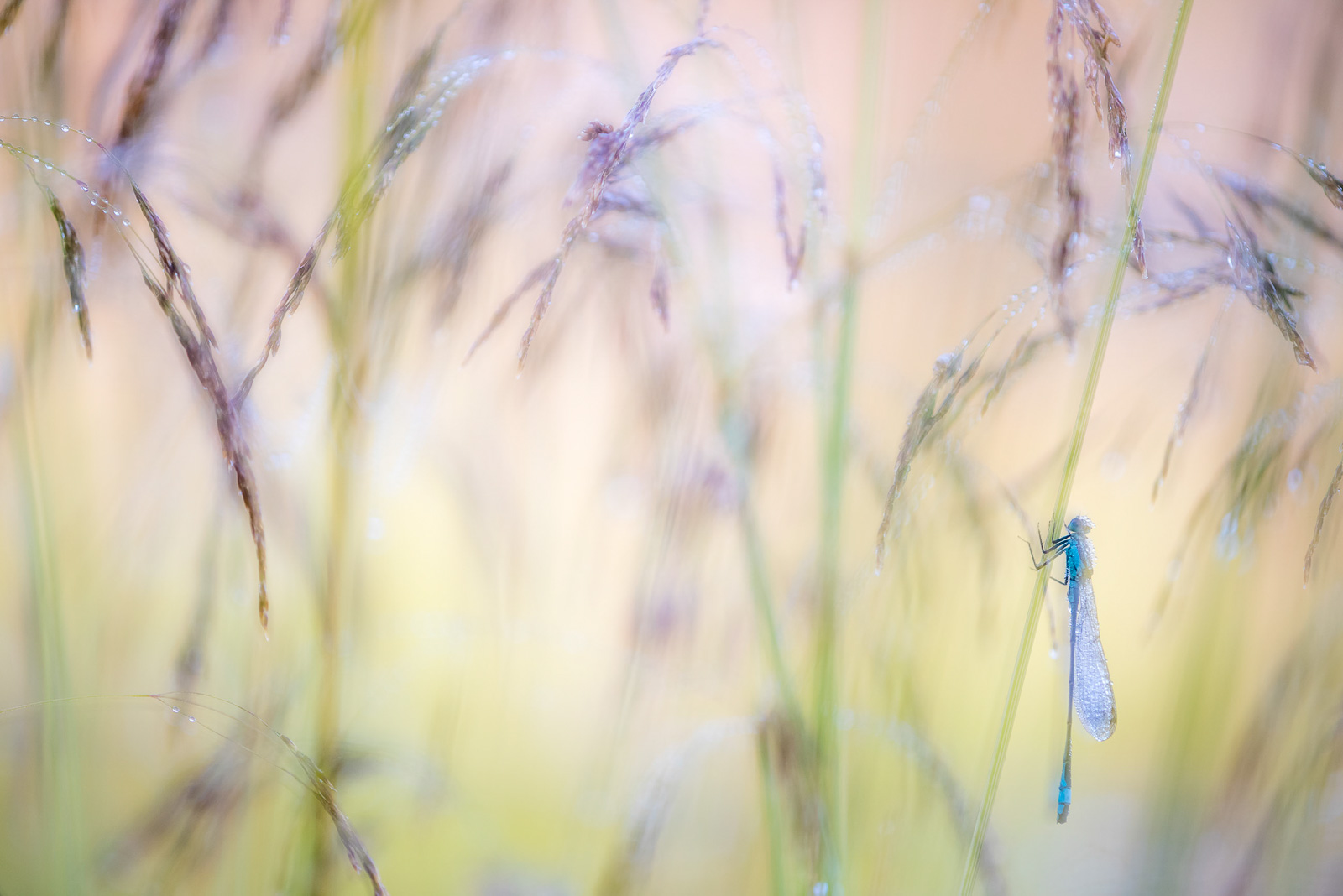 Macro Photography: How to Take Handheld Photos of Insects | Nature TTL