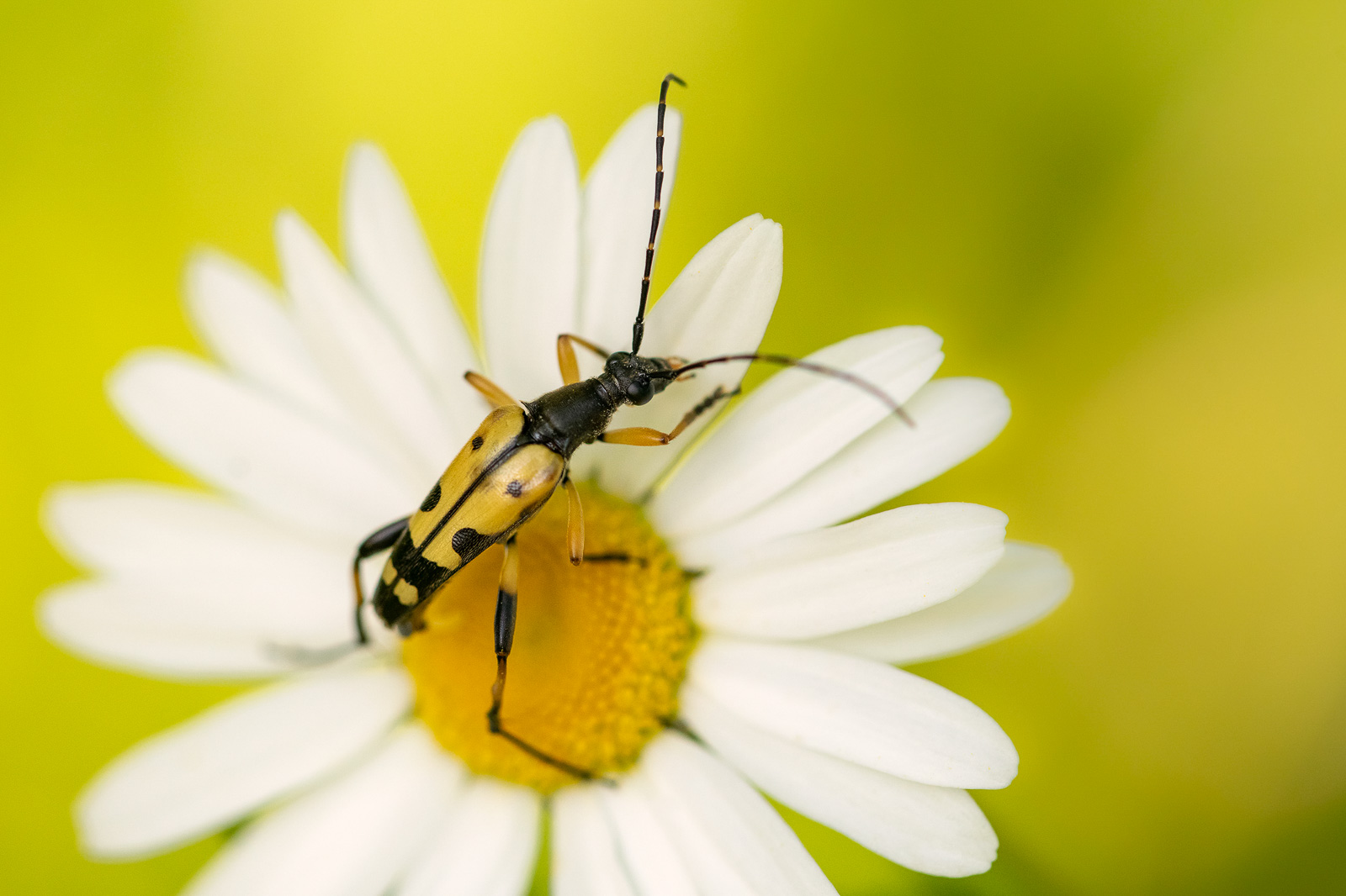 Macro Photography: How to Take Handheld Photos of Insects - Nature TTL
