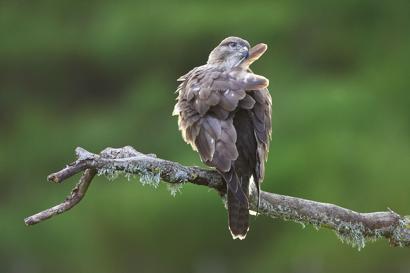 Birds of Prey: How to Find and Photograph Raptors - Nature TTL