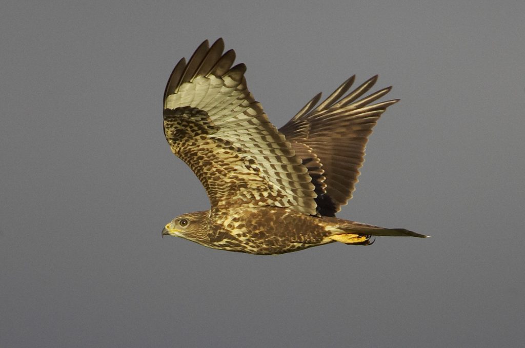 Birds of Prey: How to Find and Photograph Raptors - Nature TTL