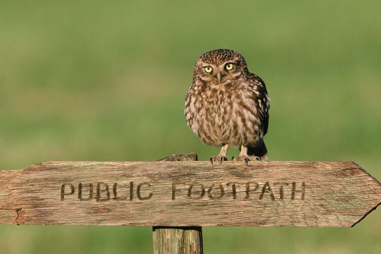 Birds of Prey: How to Find and Photograph Raptors - Nature TTL