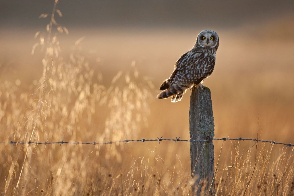 Birds of Prey: How to Find and Photograph Raptors - Nature TTL
