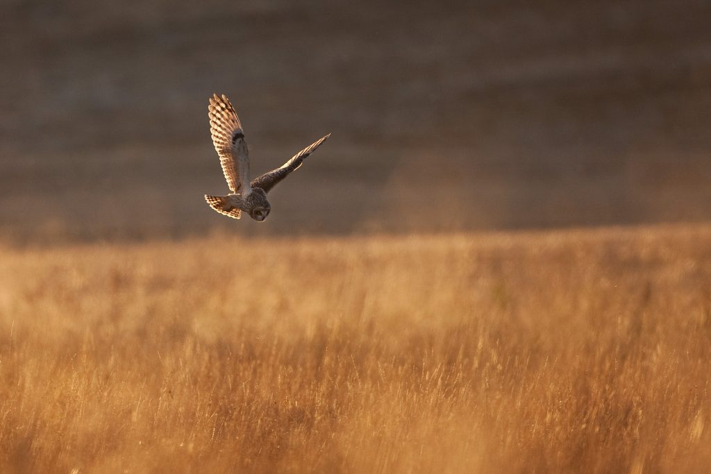 Birds of Prey: How to Find and Photograph Raptors - Nature TTL