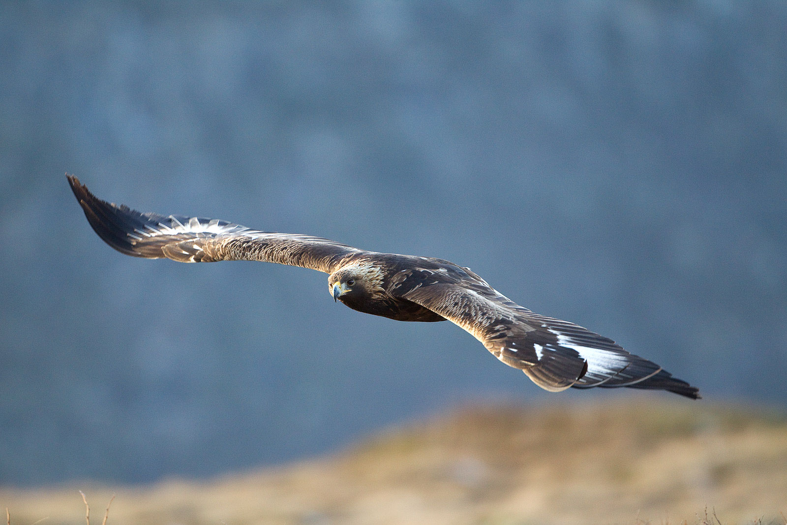 Birds of Prey: How to Find and Photograph Raptors | Nature TTL