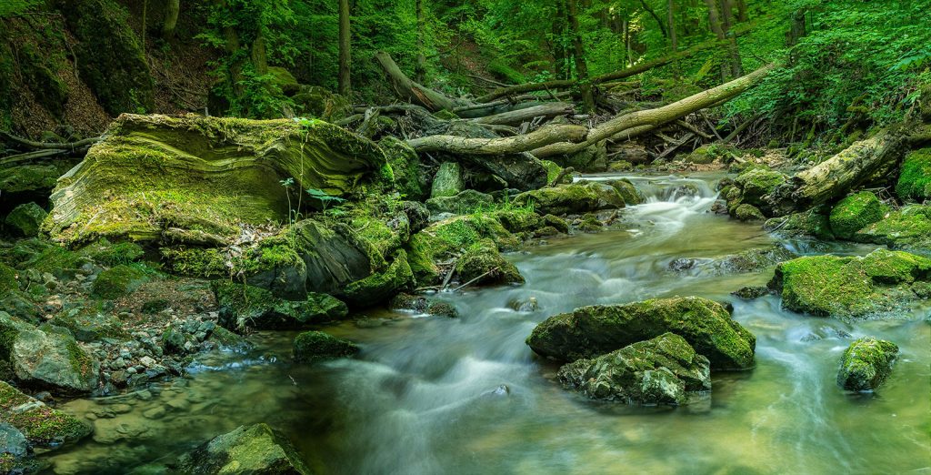 Weekly Photography Assignment: Summer - Nature TTL